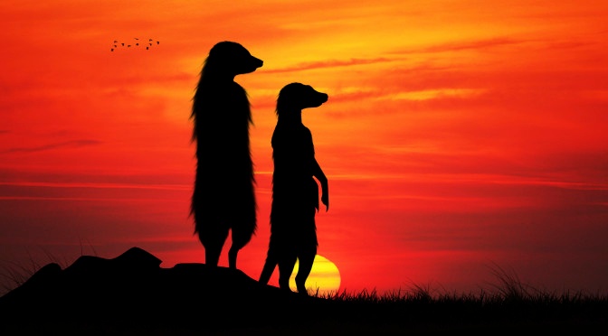 Meerkat: Everything You Need to Know About the Live Streaming Video App